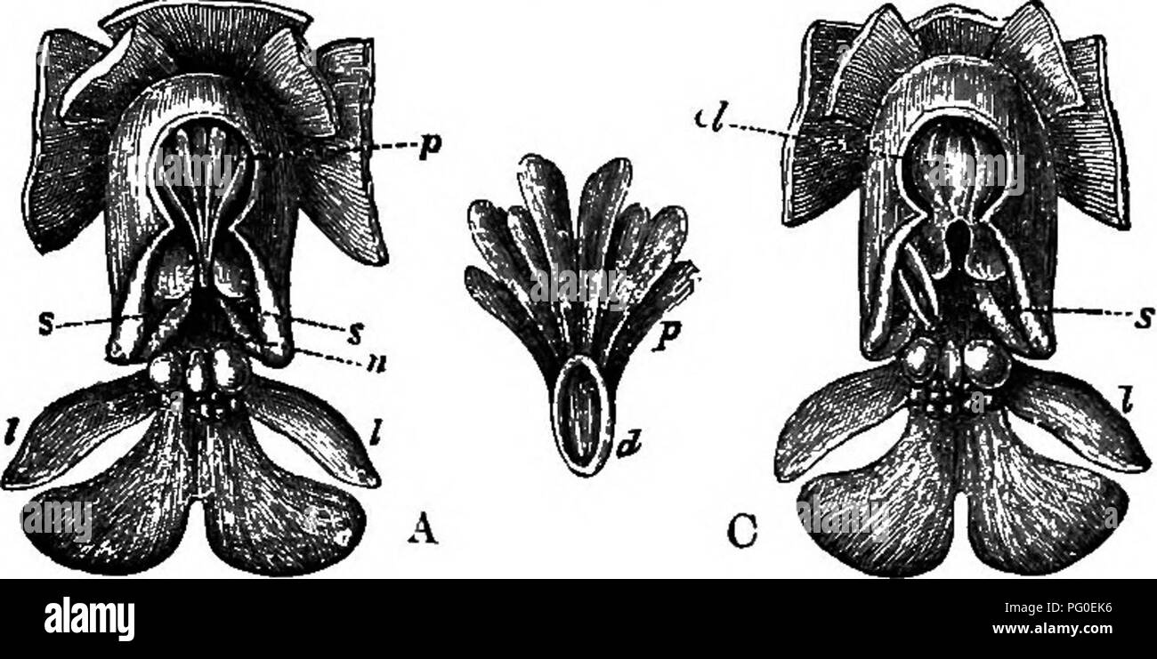 Mouth orchids hi-res stock photography and images - Alamy