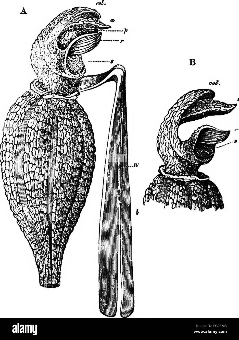 . The various contrivances by which orchids are fertilized by insects ...