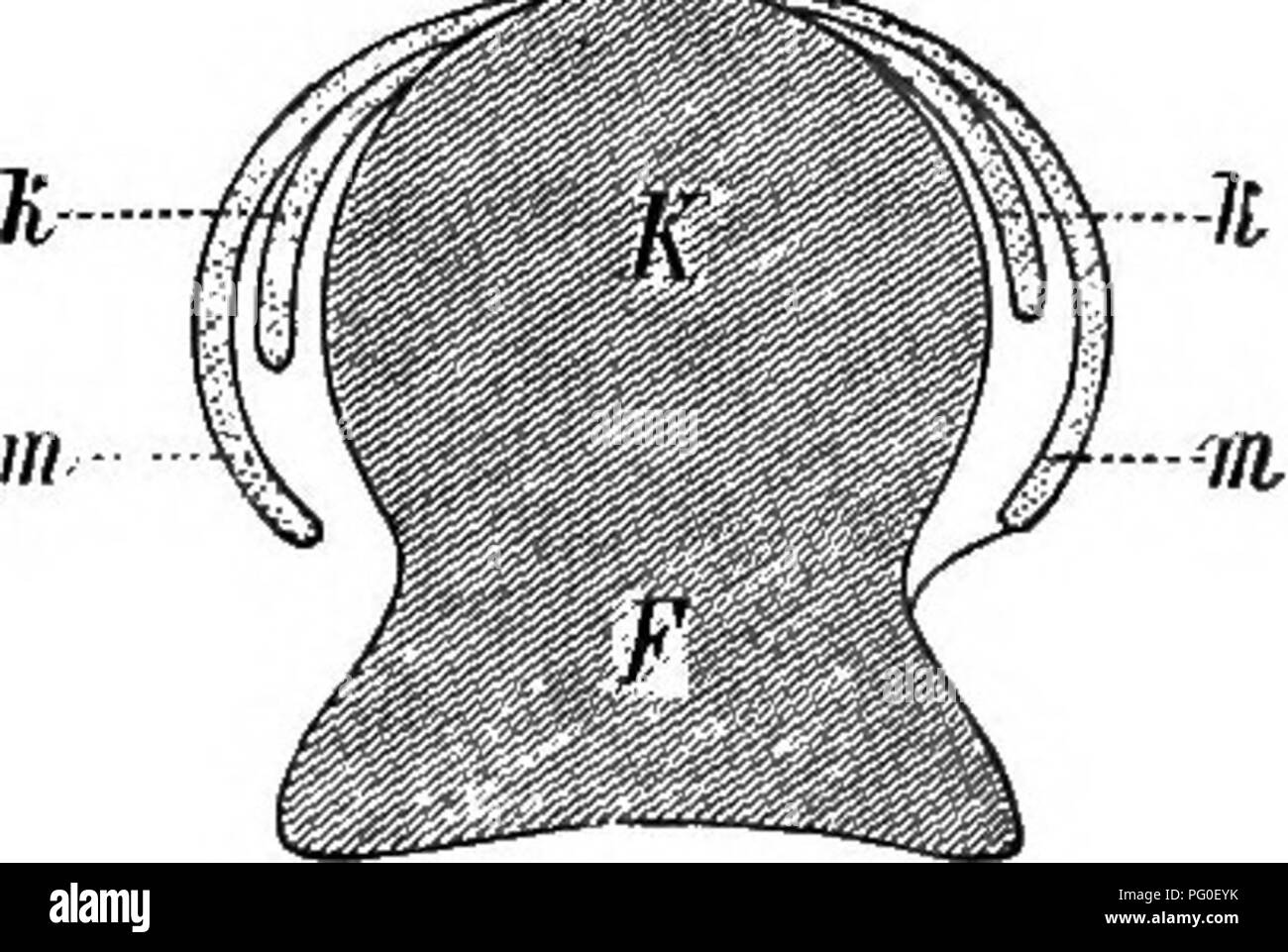 Mantle cavity hi-res stock photography and images - Alamy