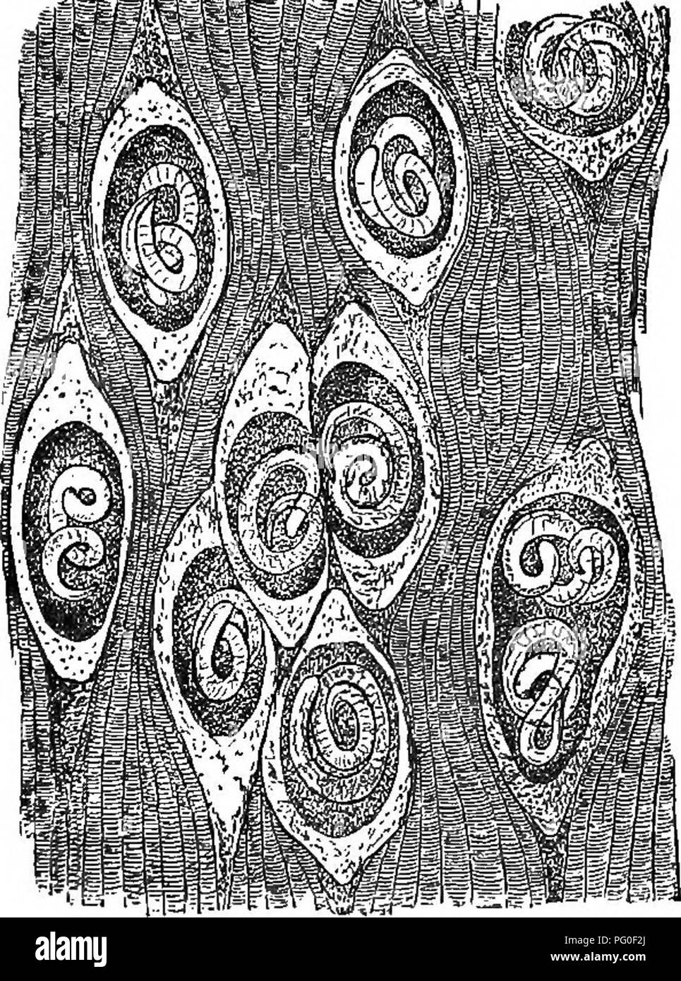 . Agricultural zoology. Zoology. WORMS. 217 companions. The trichinae ...