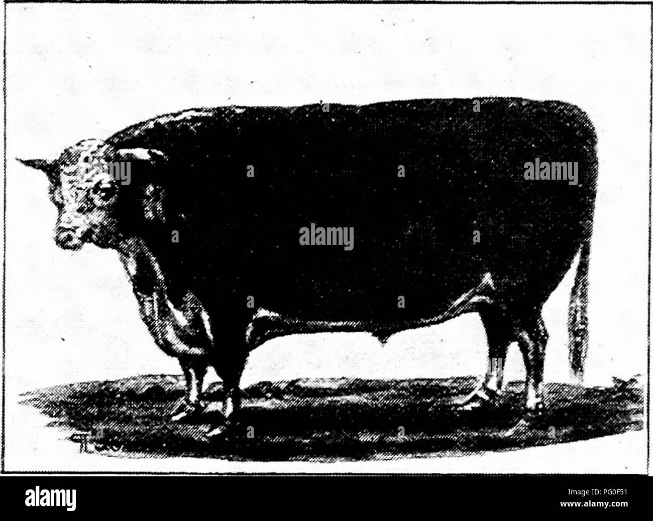 Polled Hereford Cattle High Resolution Stock Photography and Images - Alamy