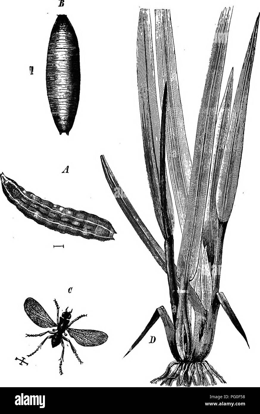 Frit fly hi-res stock photography and images - Alamy