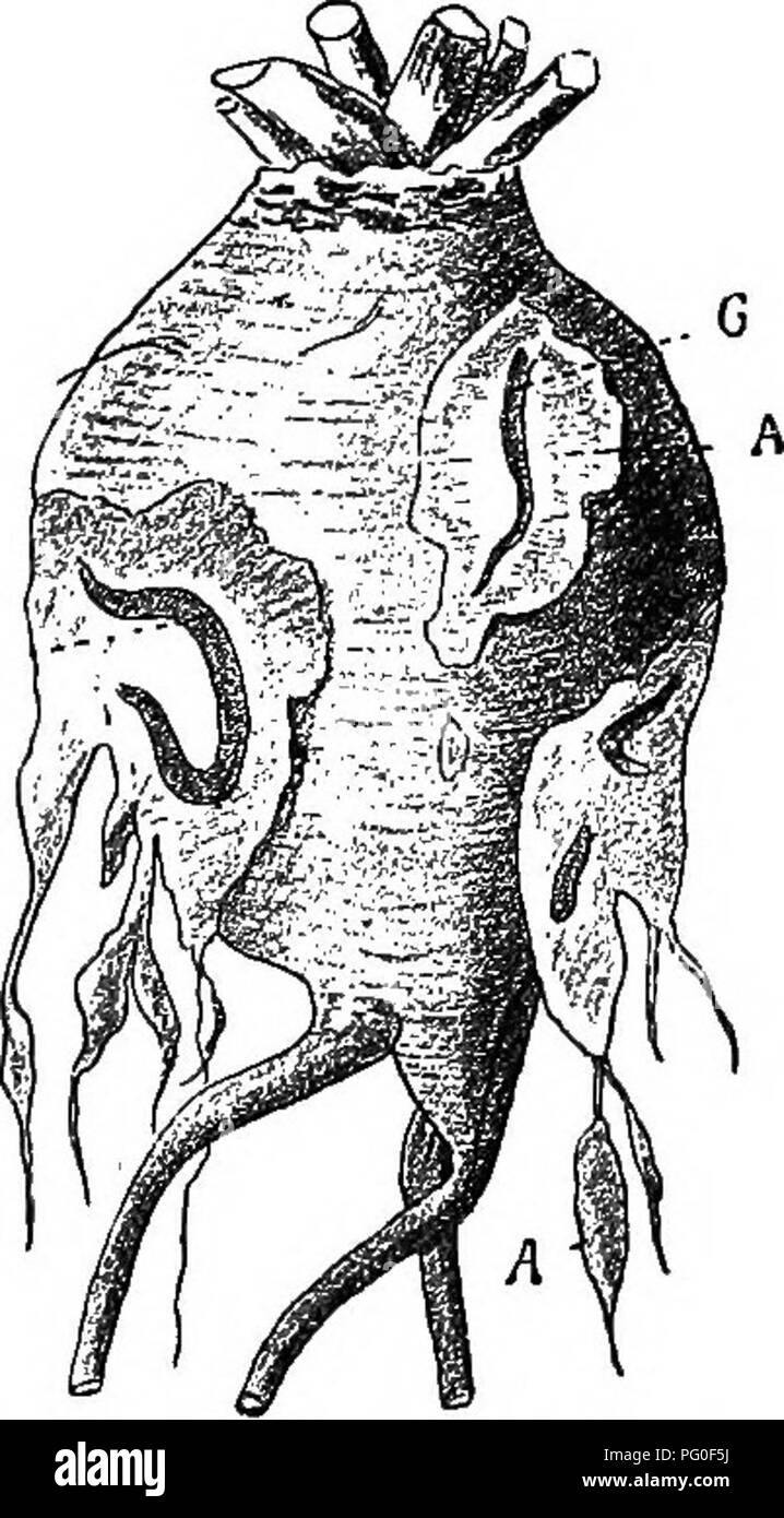 Cabbage root fly Black and White Stock Photos & Images - Alamy