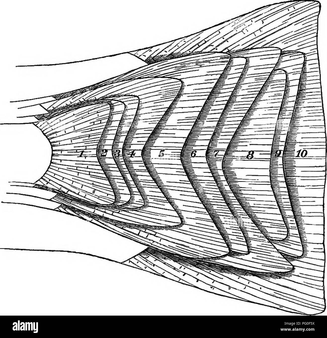 Rounded forked tail hi-res stock photography and images - Alamy