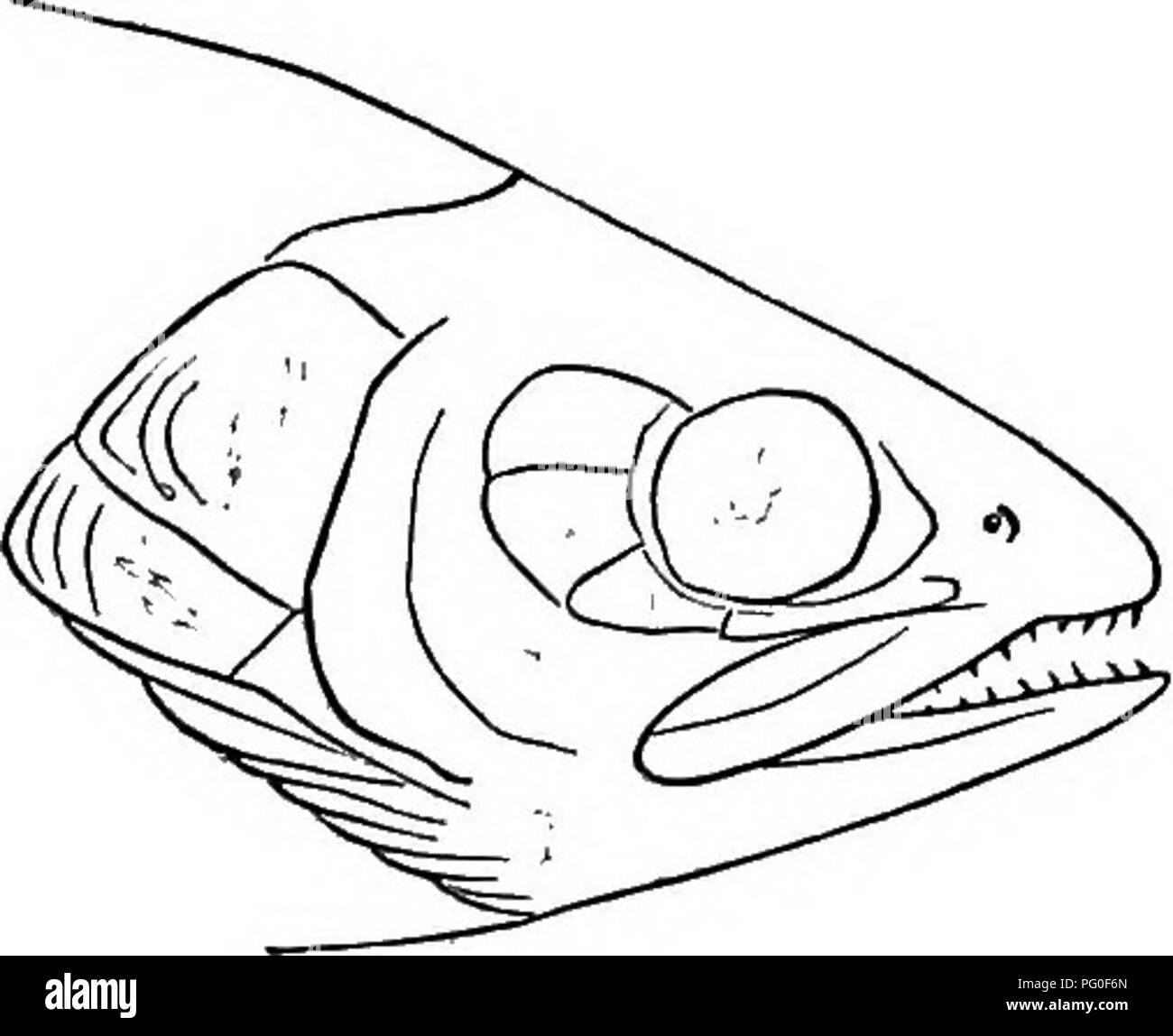 Gill covers hi-res stock photography and images - Alamy