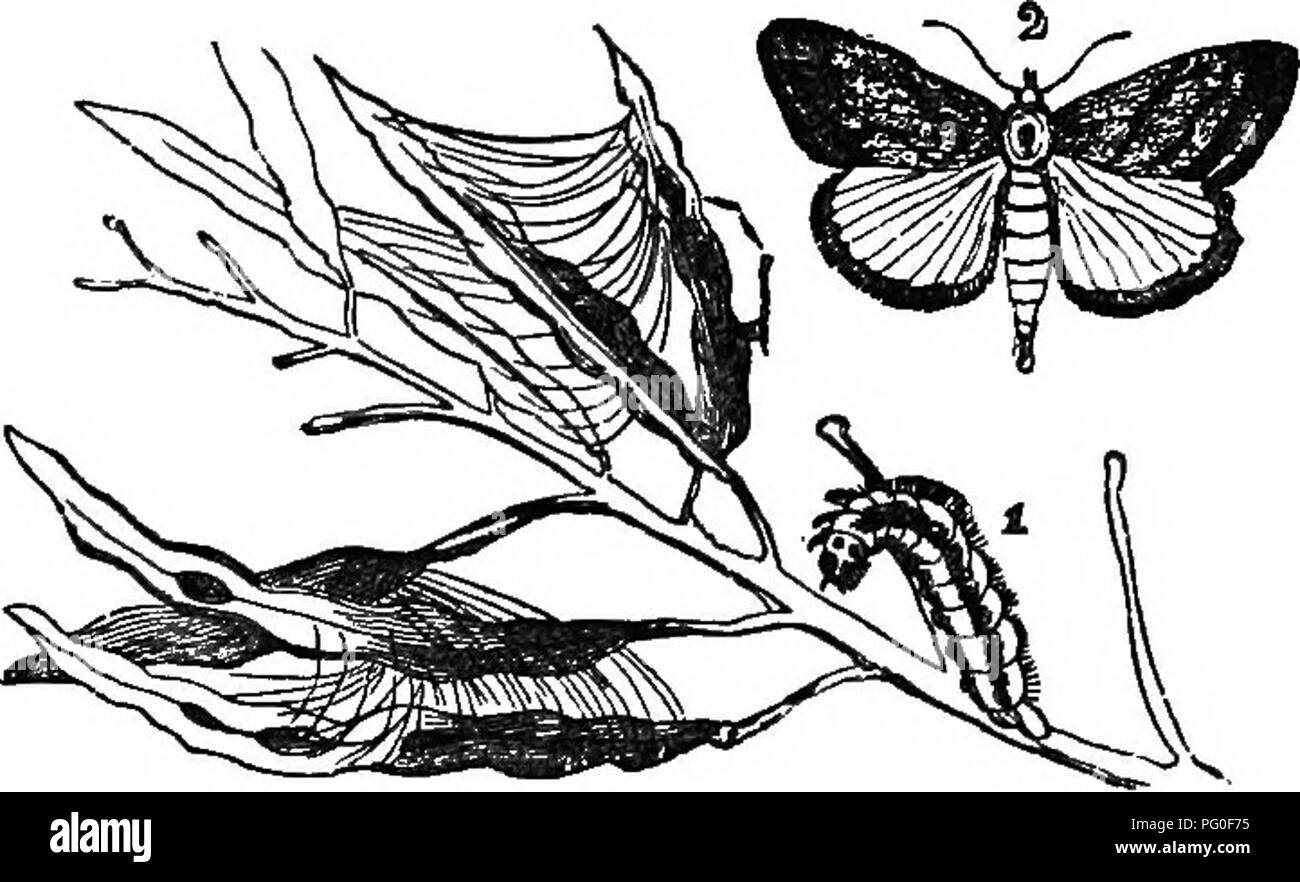 . Agricultural zoology. Zoology. INSECTS. 155 head and neck-shield ...