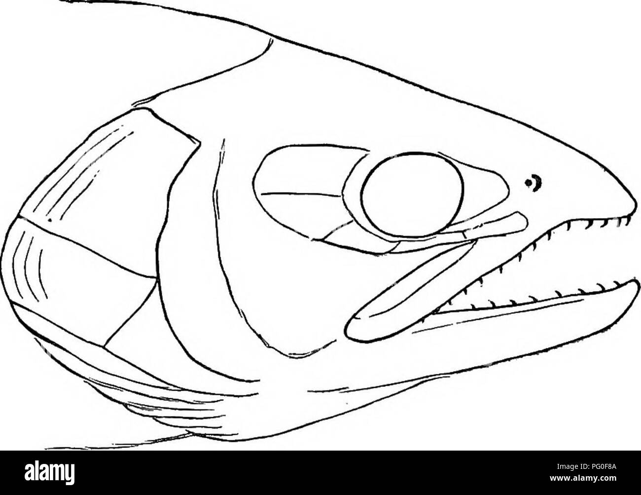 This work examines the Salmonidae family in Britain and Ireland, with a ...
