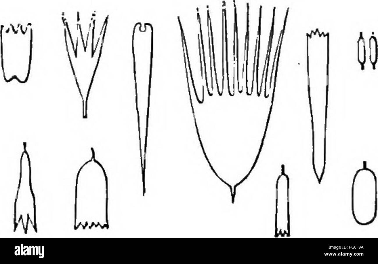 Long proboscis Cut Out Stock Images & Pictures - Alamy