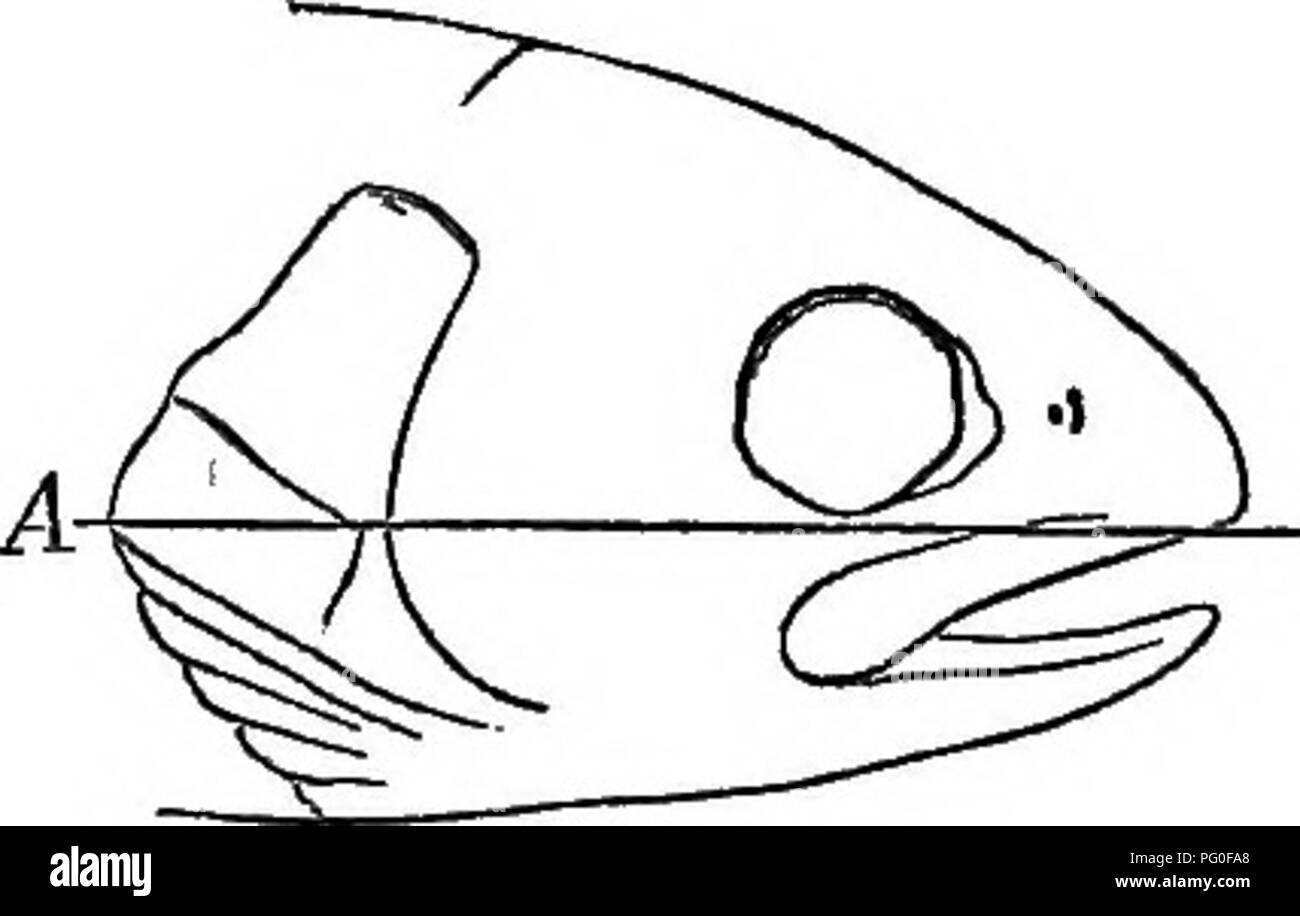 This image depicts various color variations in trout, specifically ...