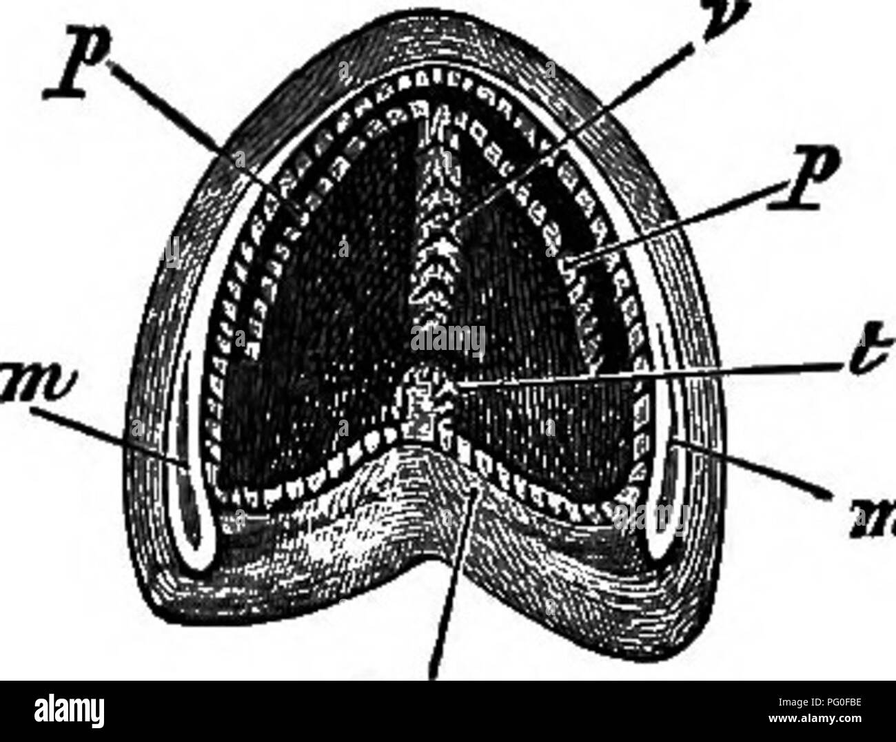 Bearing her teeth Black and White Stock Photos & Images - Alamy