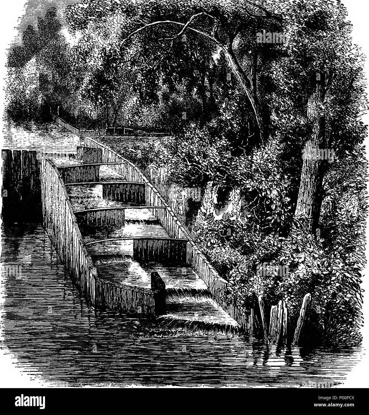 Alepisaurus hi-res stock photography and images - Alamy