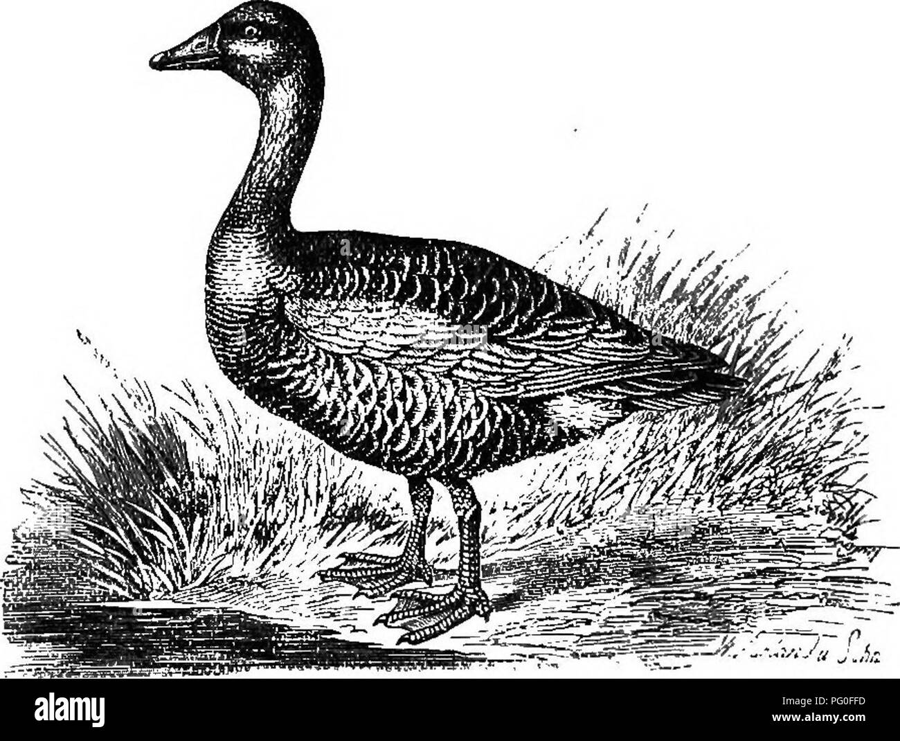 Short thick beak hi-res stock photography and images - Alamy