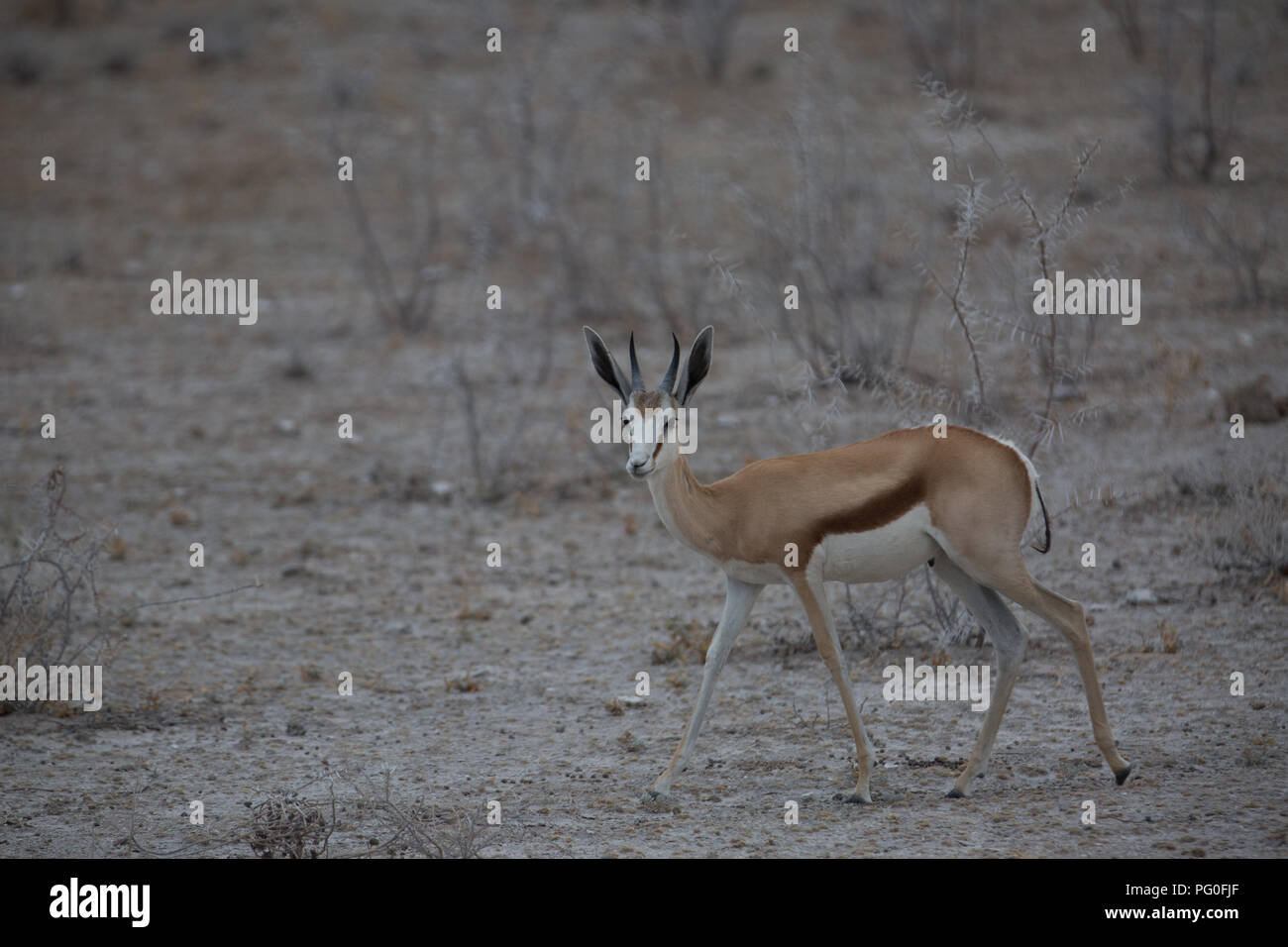 some antelope eating in the savanna of africa in the wild nature Stock ...