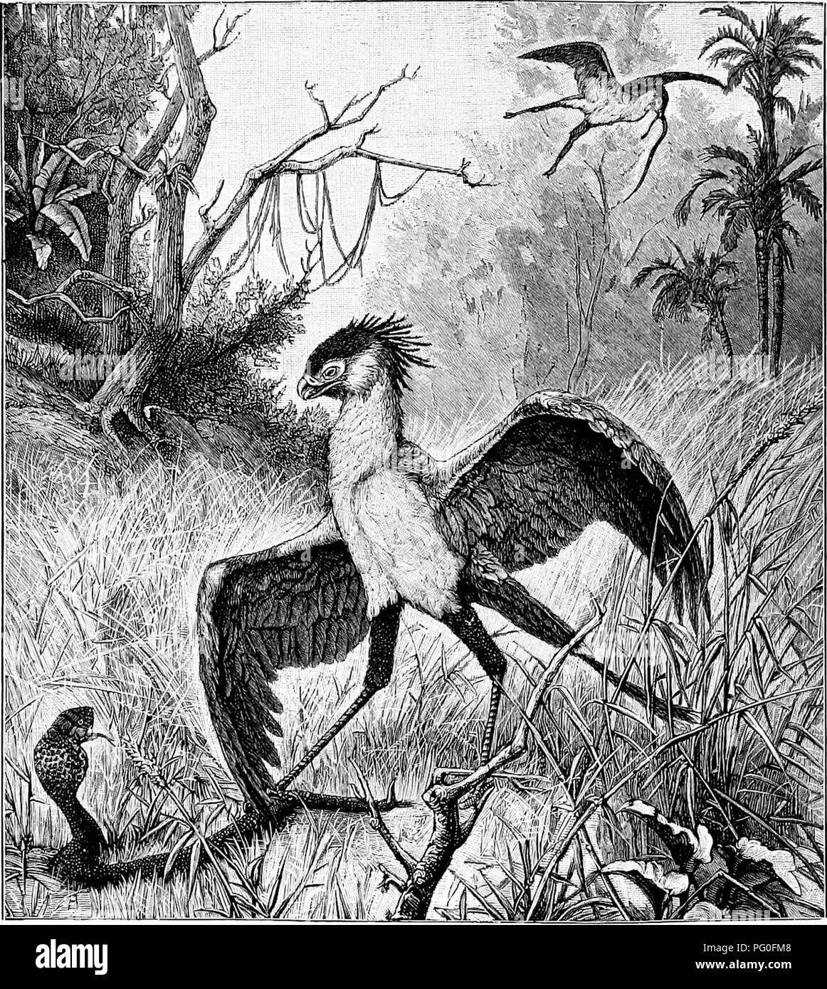 This work examines the diverse wildlife across various regions, from ...