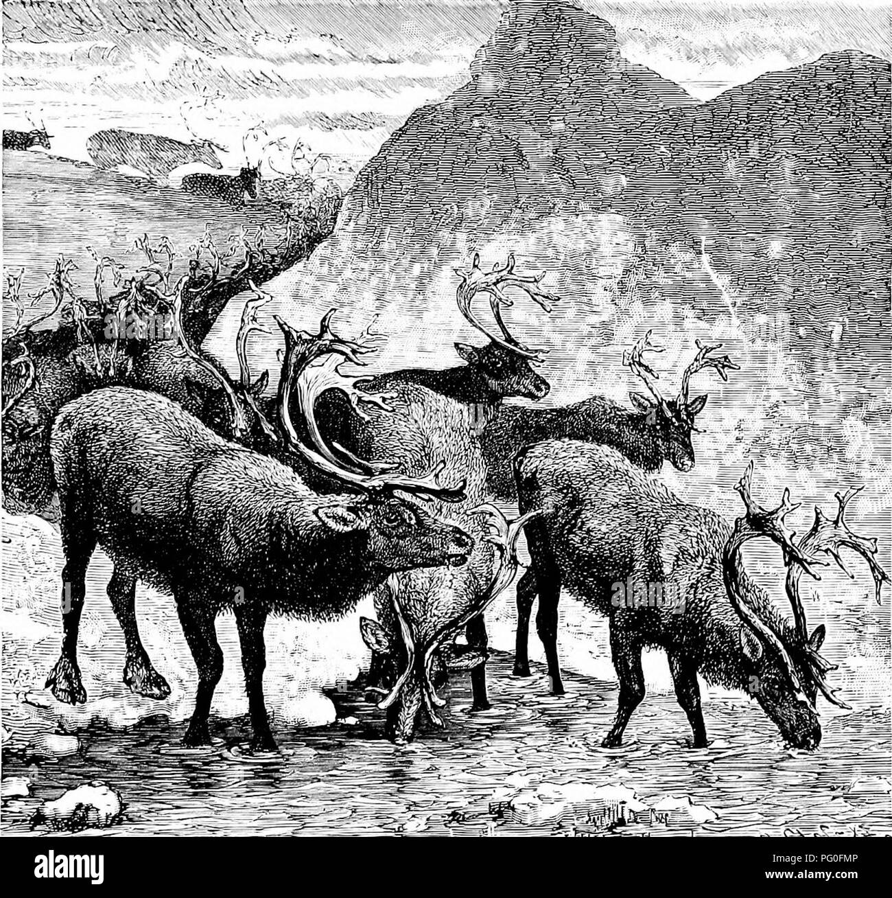 Gregarious during breeding hi-res stock photography and images - Alamy