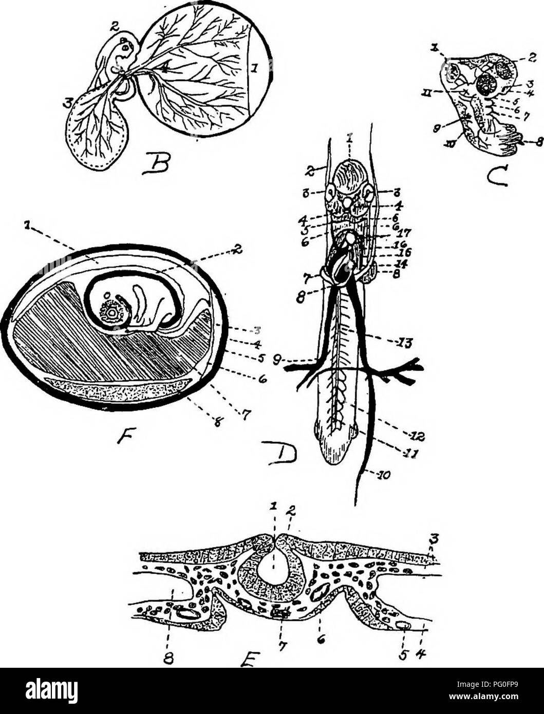 This illustration depicts the detailed anatomy of a chick at four days ...