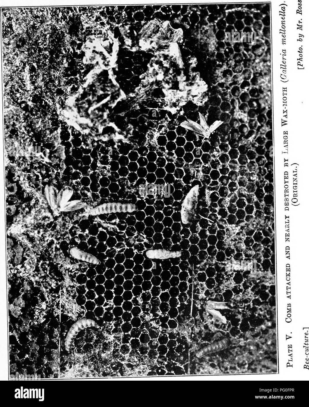 Bee note Black and White Stock Photos & Images - Alamy