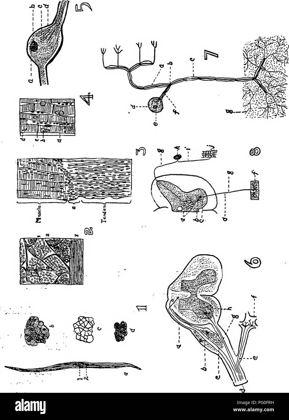 . The anatomy of the domestic fowl . Domestic animals; Veterinary ...