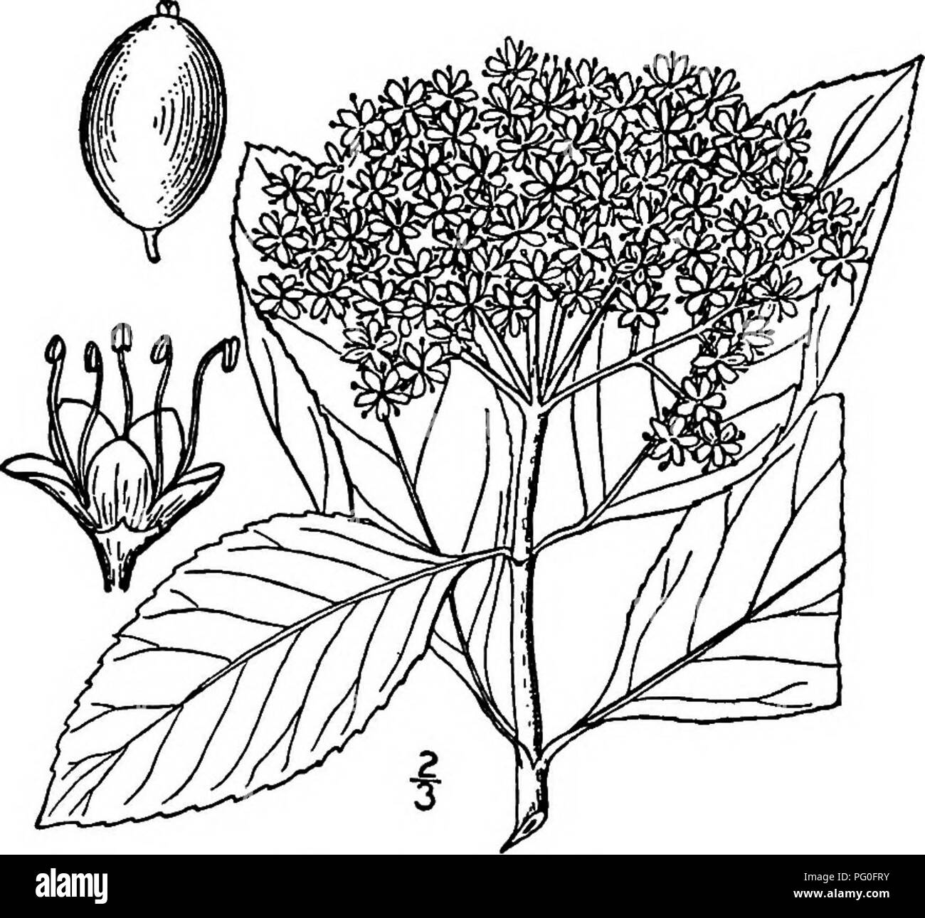 Illustrations viburnum Black and White Stock Photos & Images - Alamy