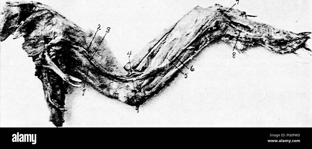 This image from 'The Anatomy of the Domestic Fowl' shows a detailed ...