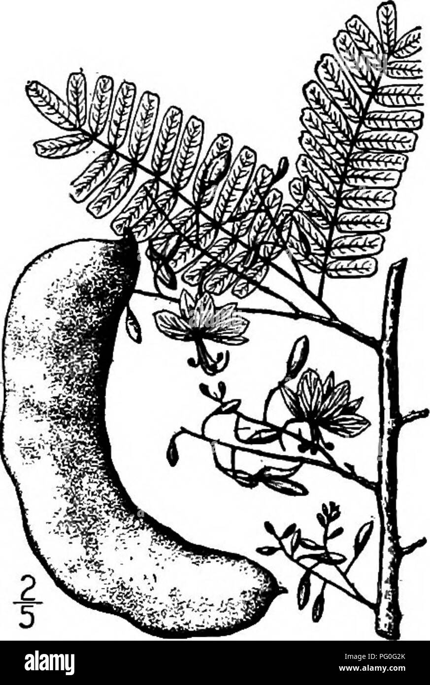 Sampaloc Tree Drawing