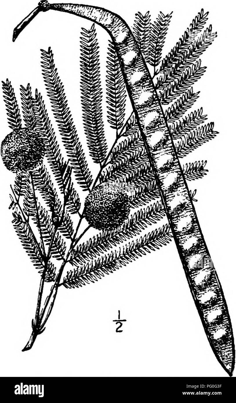 3 10 pairs of pinnae hi-res stock photography and images - Alamy