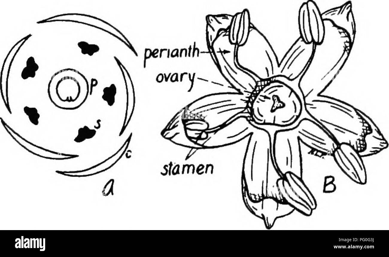 This reference book provides an in-depth look at the botany of crop ...