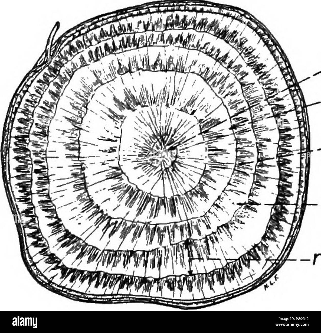 This book covers the botany and cultivation of crop plants ...