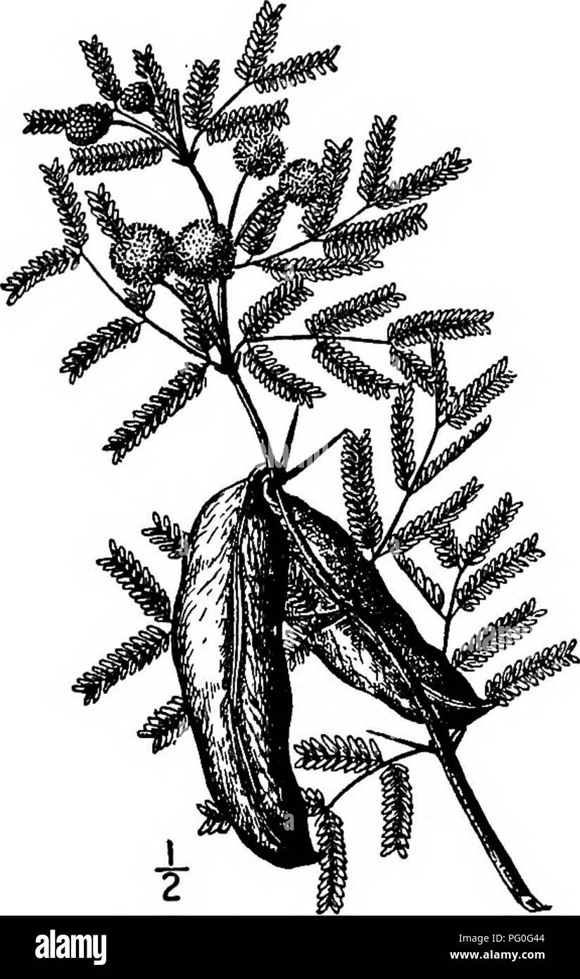 This work provides a detailed description of North American trees ...