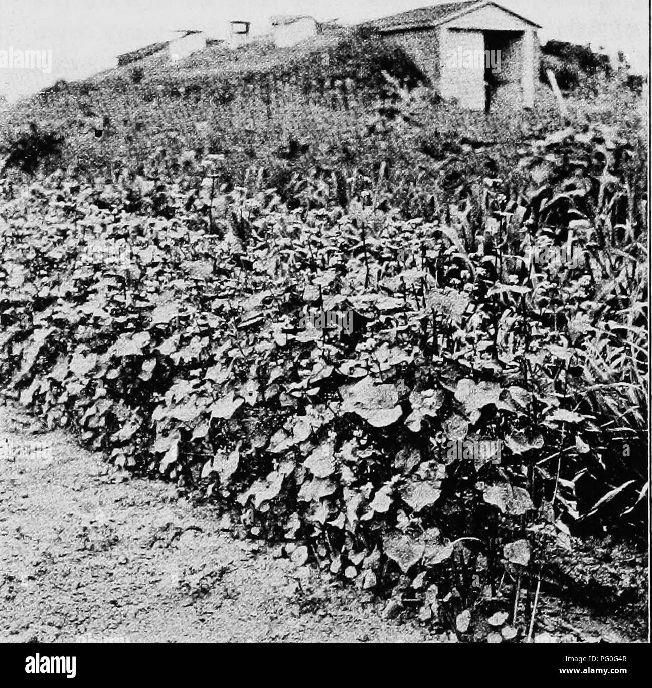 Hastate leaves hi-res stock photography and images - Alamy