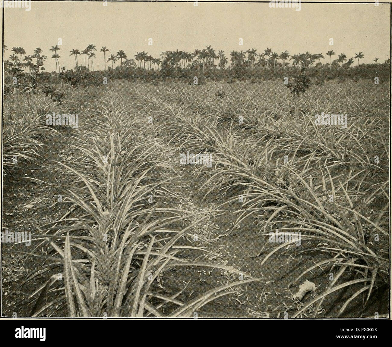 Ridge Planting System High Resolution Stock Photography and Images - Alamy