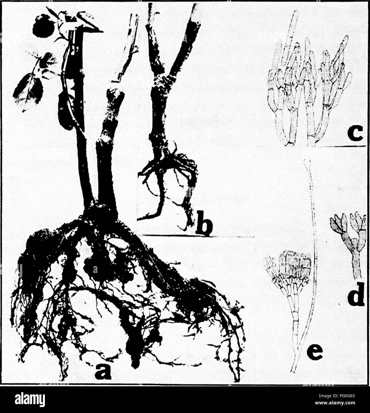 This image illustrates the diseases affecting greenhouse crops ...