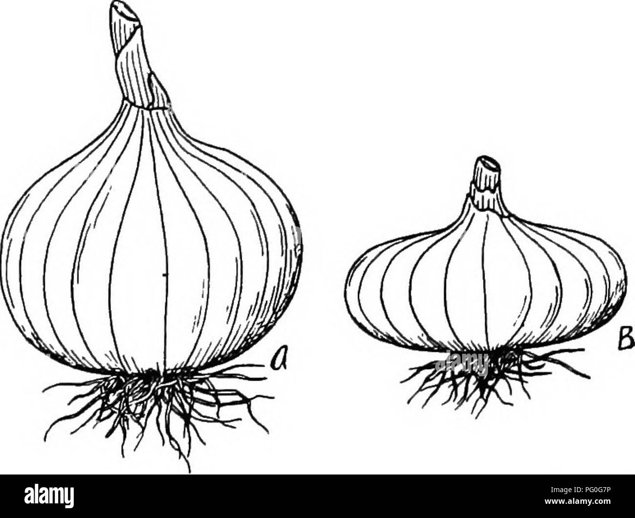 Allium cepa bulbs Black and White Stock Photos & Images - Alamy