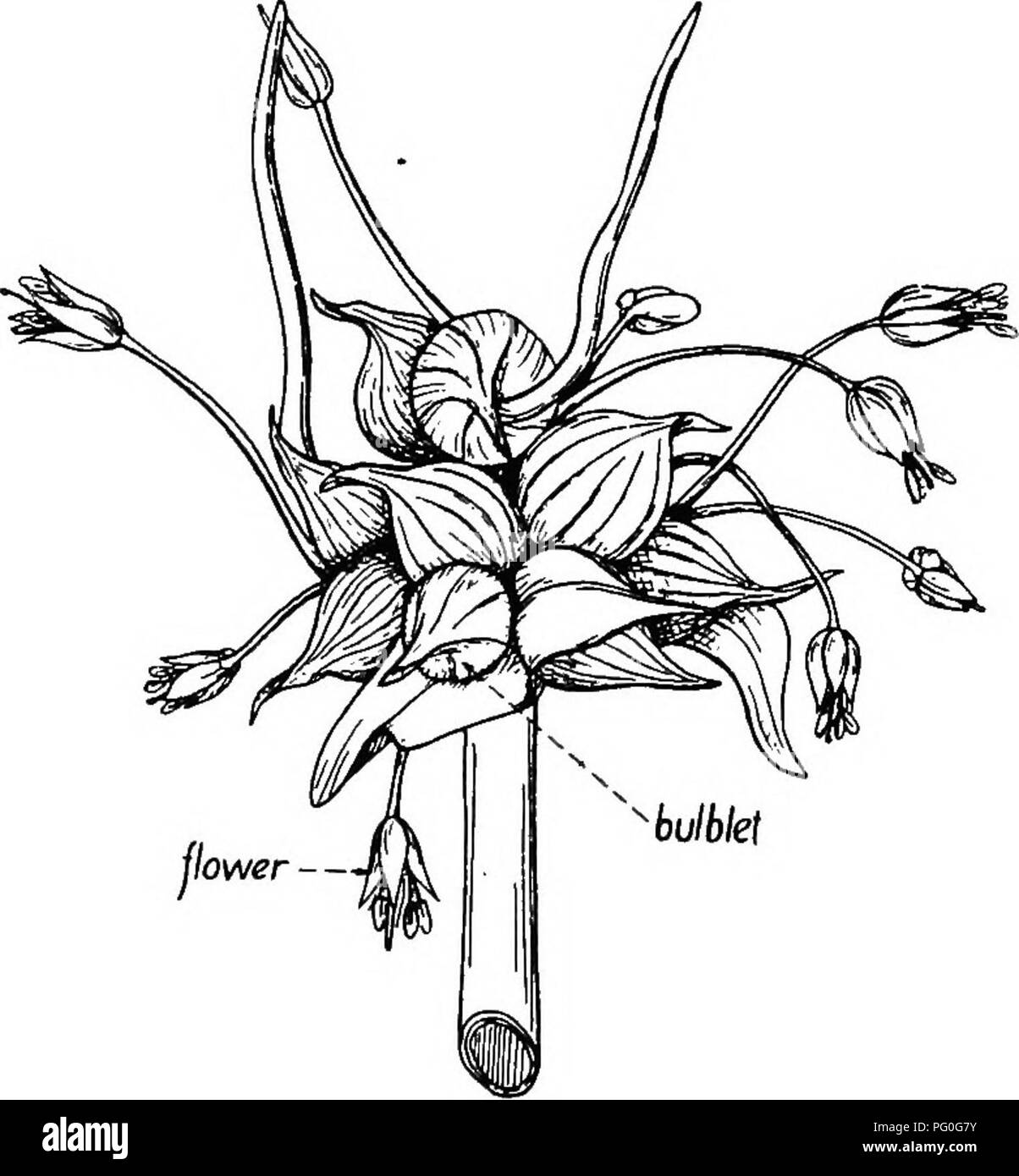 Allium cepa onion Black and White Stock Photos & Images - Alamy