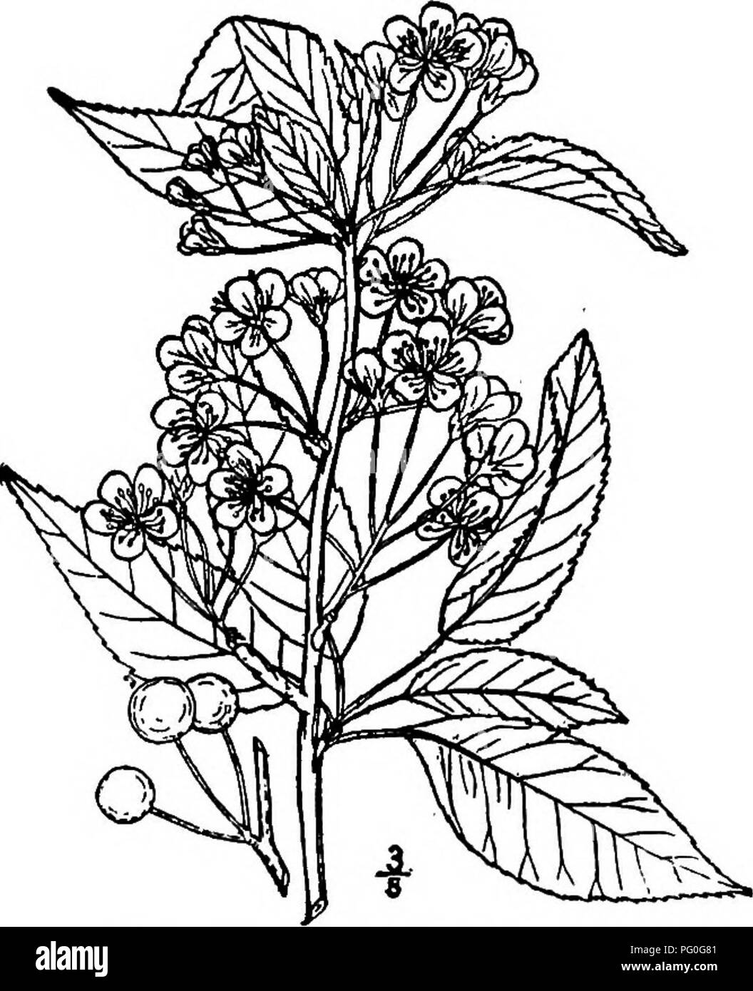 A detailed guide to native trees of North America, featuring ...