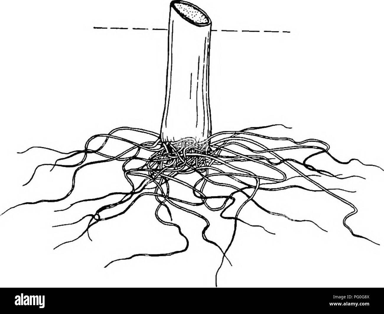 This text focuses on the botany of crop plants, specifically examining ...