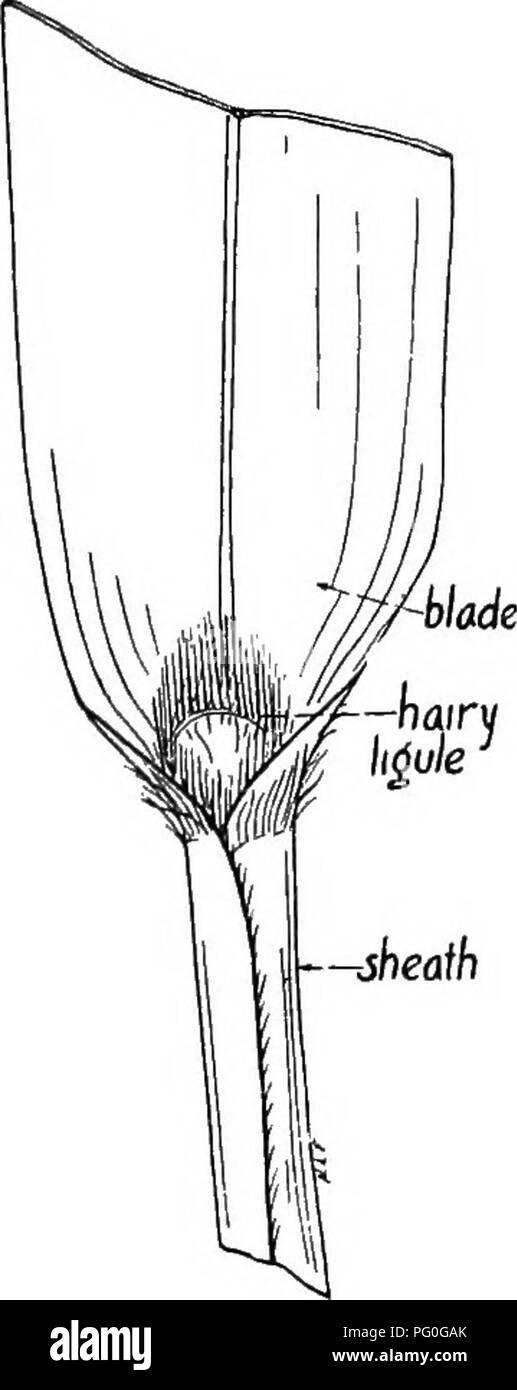 Pearl Millet Plant Diagram