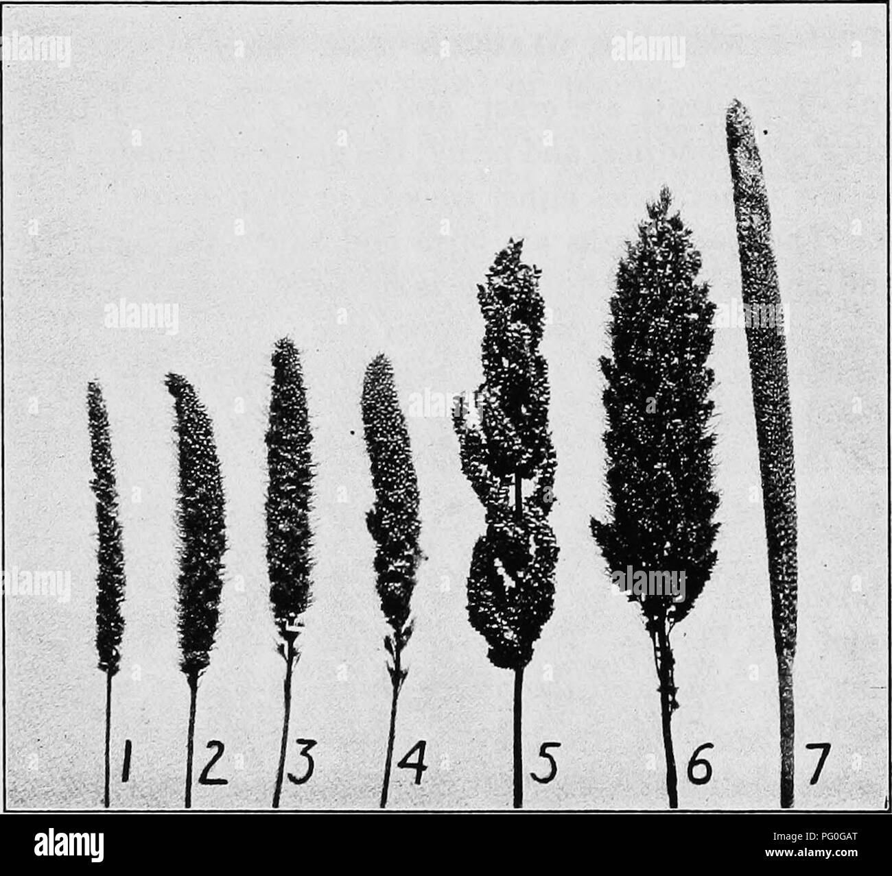 This reference book on crop plants explores their botanical ...