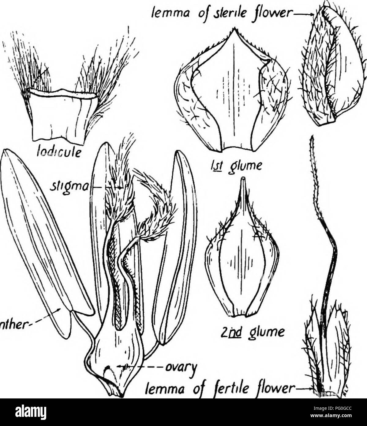 . The botany of crop plants : a text and reference book. Botany ...
