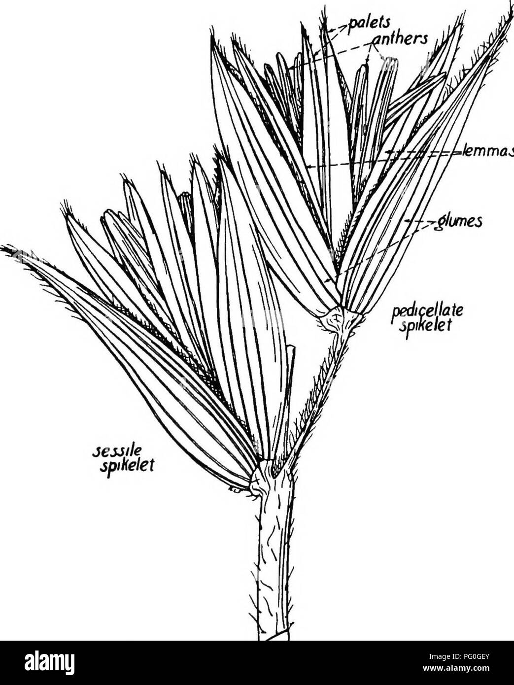 This text provides an in-depth study of crop plants, including corn ...