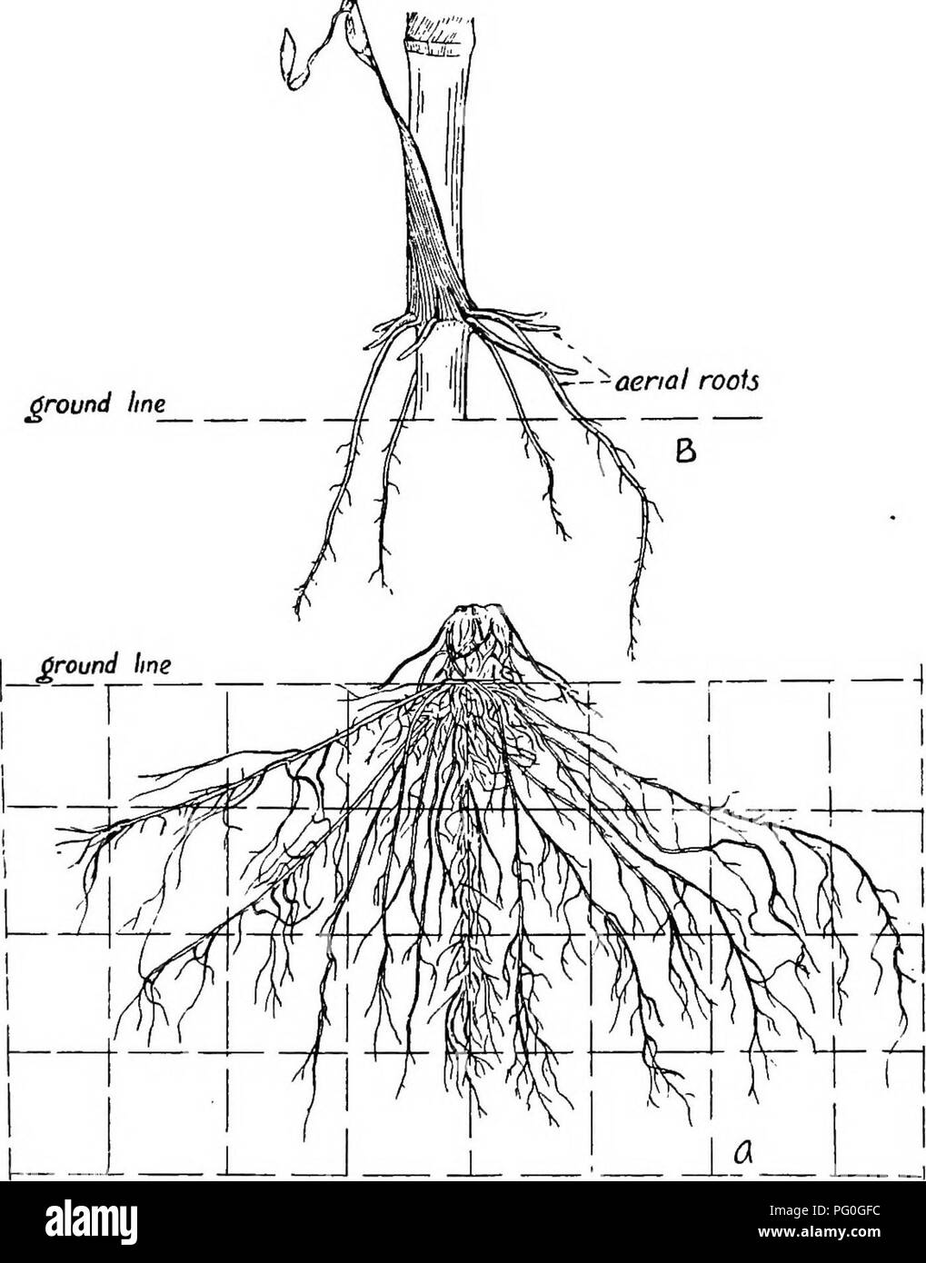 Diagram Of Clasping Roots
