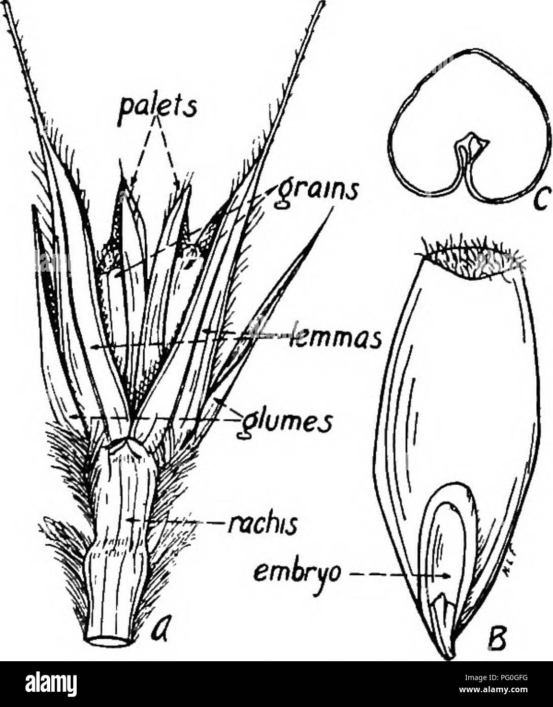 . The botany of crop plants : a text and reference book. Botany ...