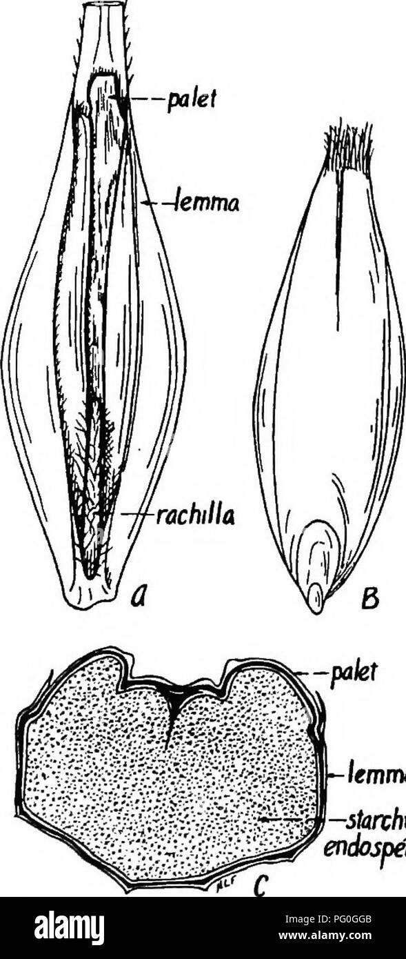 Lodicules hi-res stock photography and images - Alamy