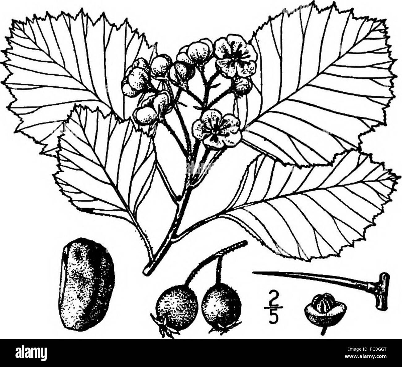 Coarse toothed leaf hi-res stock photography and images - Alamy