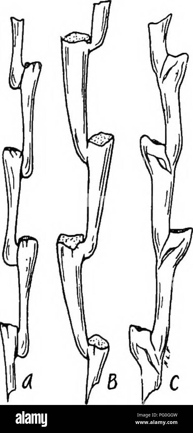 This reference book provides a detailed study of barley (*Hordeum ...