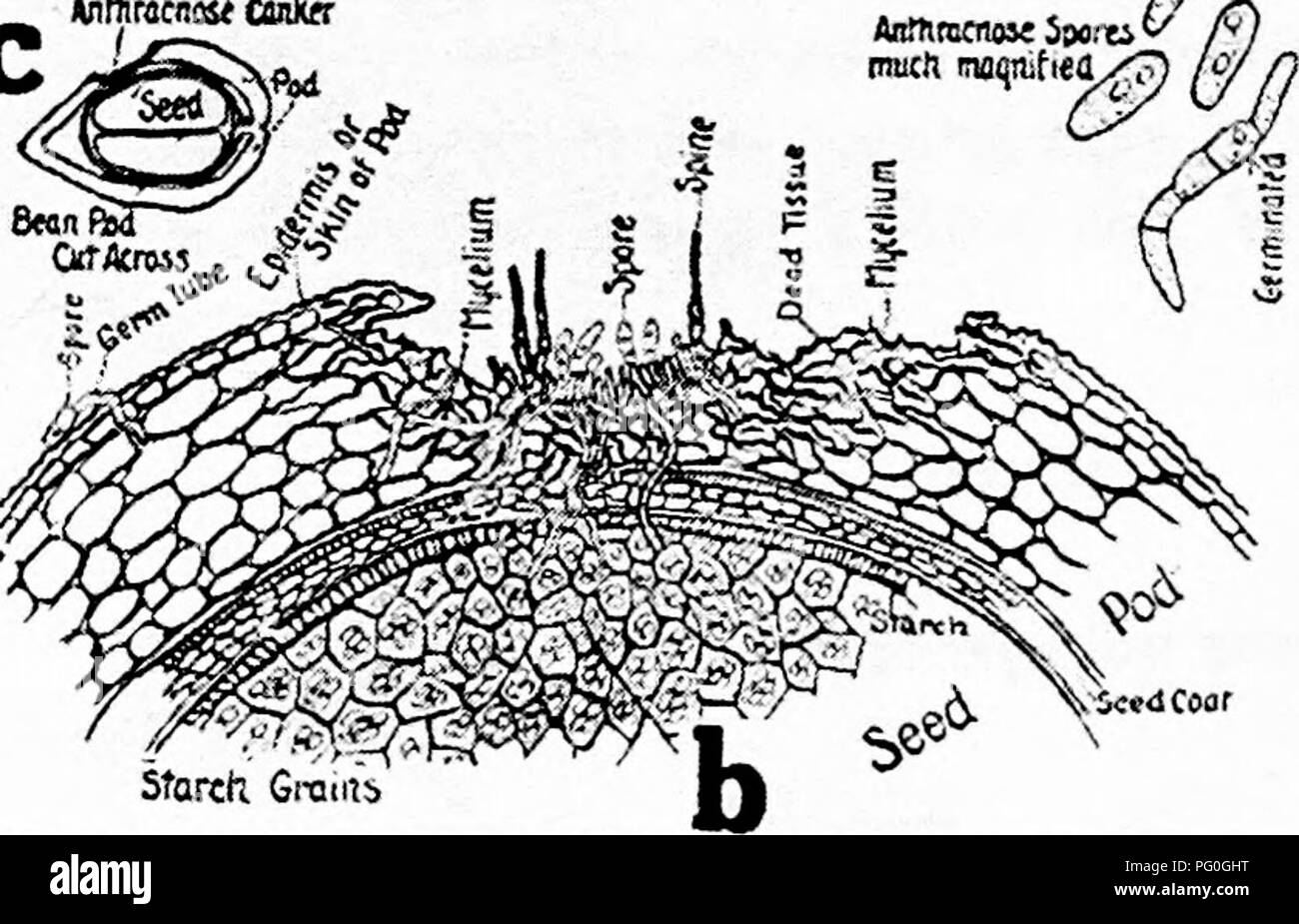 Bean seed cross section hi-res stock photography and images - Alamy