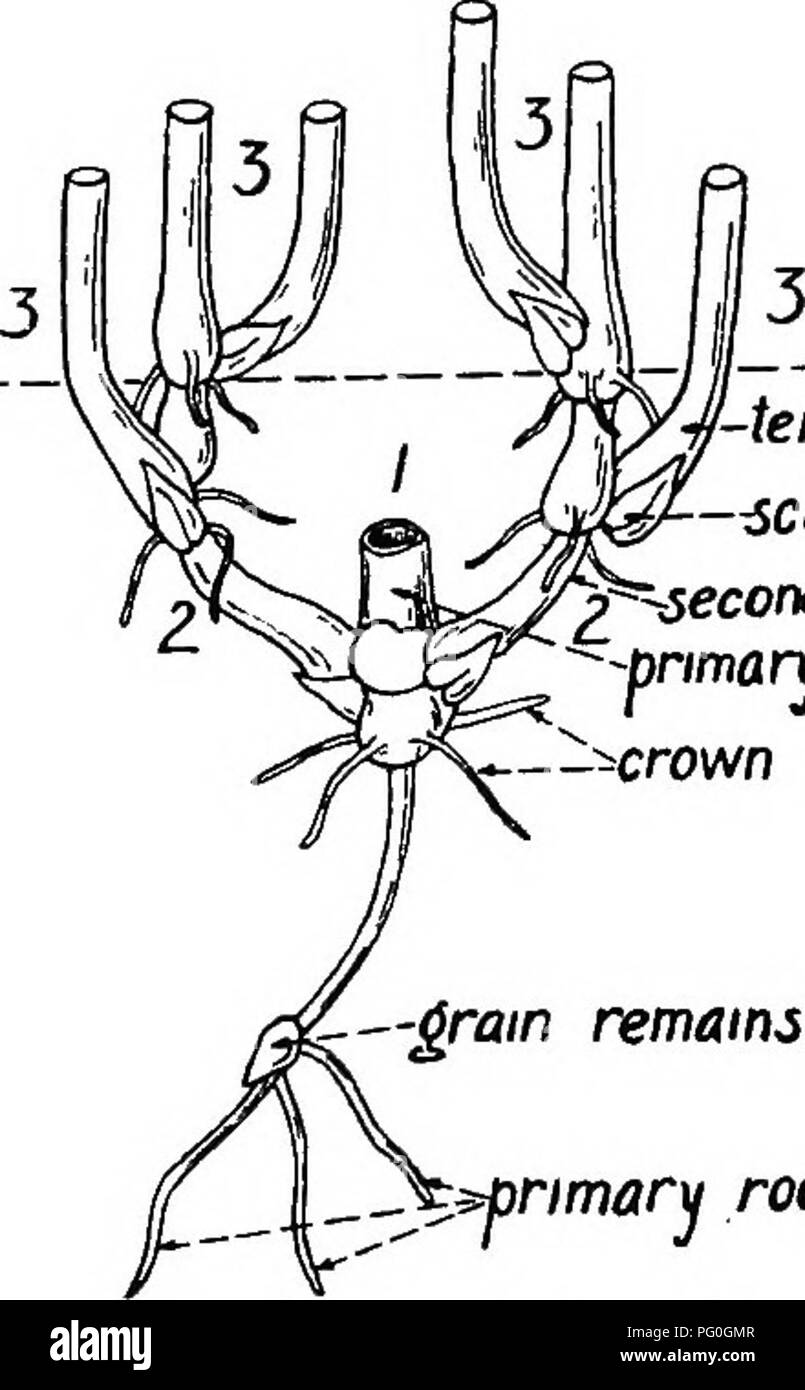 Tertiary branches hi-res stock photography and images - Alamy