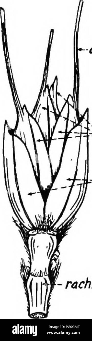 This reference book covers the botany of important crop plants ...