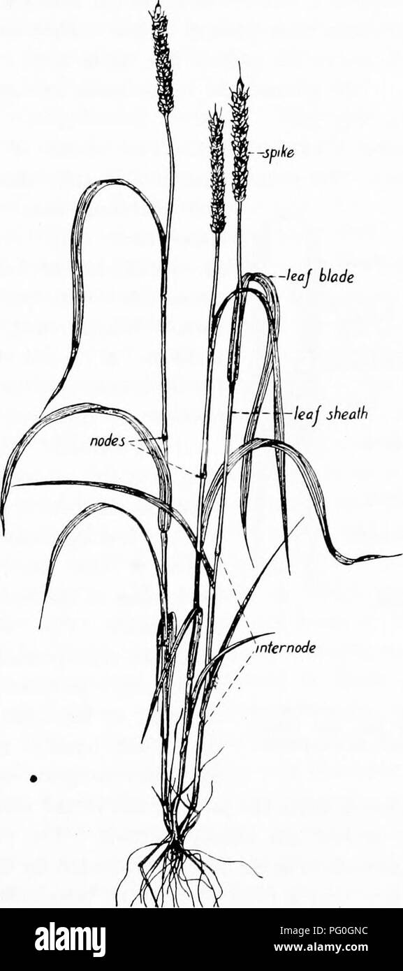 Cultivation plants wheat crop Black and White Stock Photos & Images - Alamy
