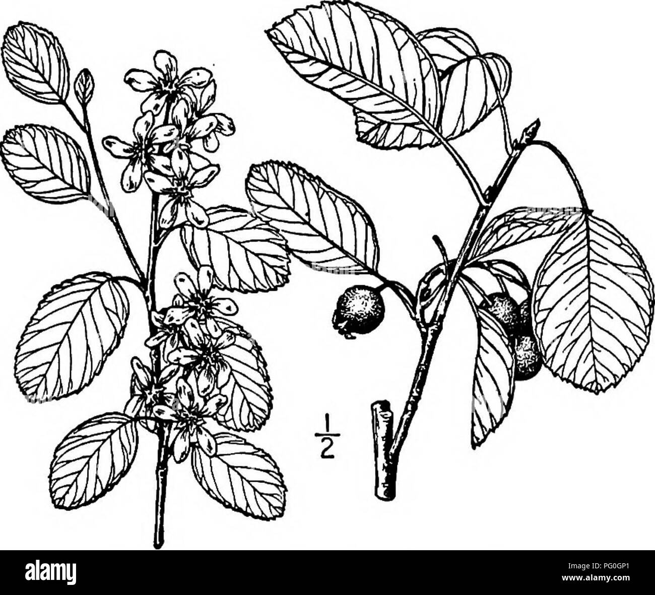 Juneberry shrub Black and White Stock Photos & Images - Alamy